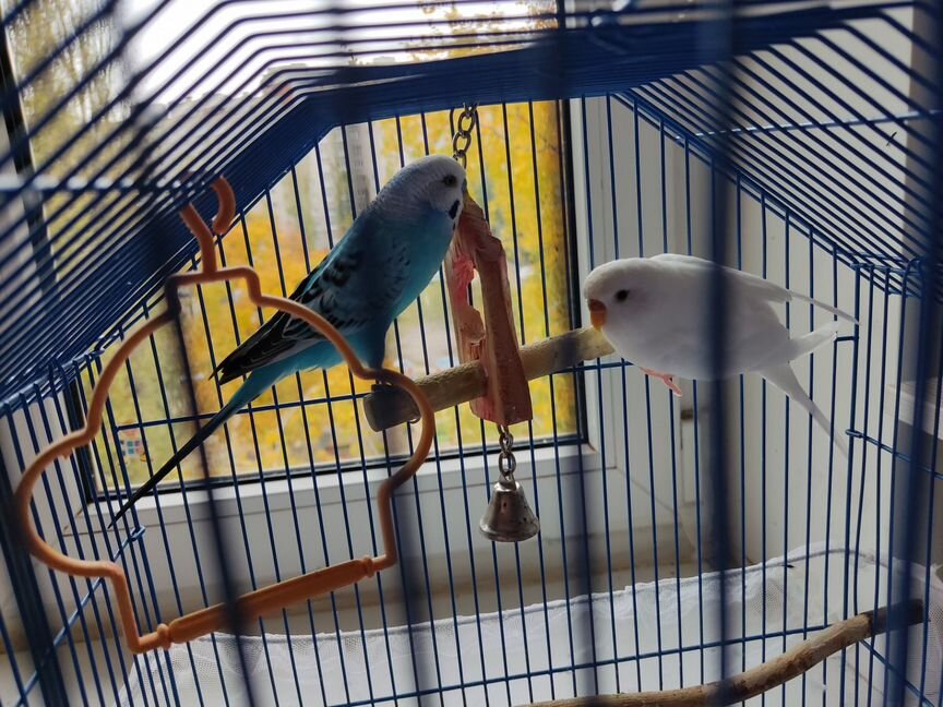 Волнистый попугай с клеткой