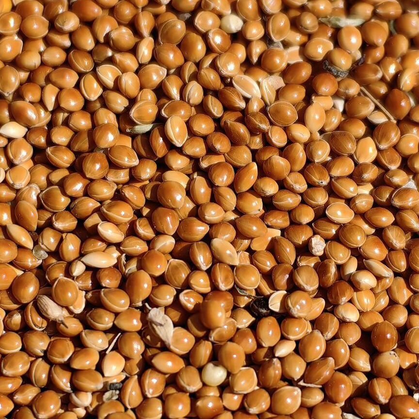 Комбикорм пшеница ячмень овес опт