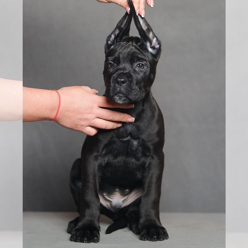 Кане-корсо, щенок