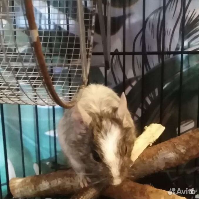 Цветные дегу в добрые руки