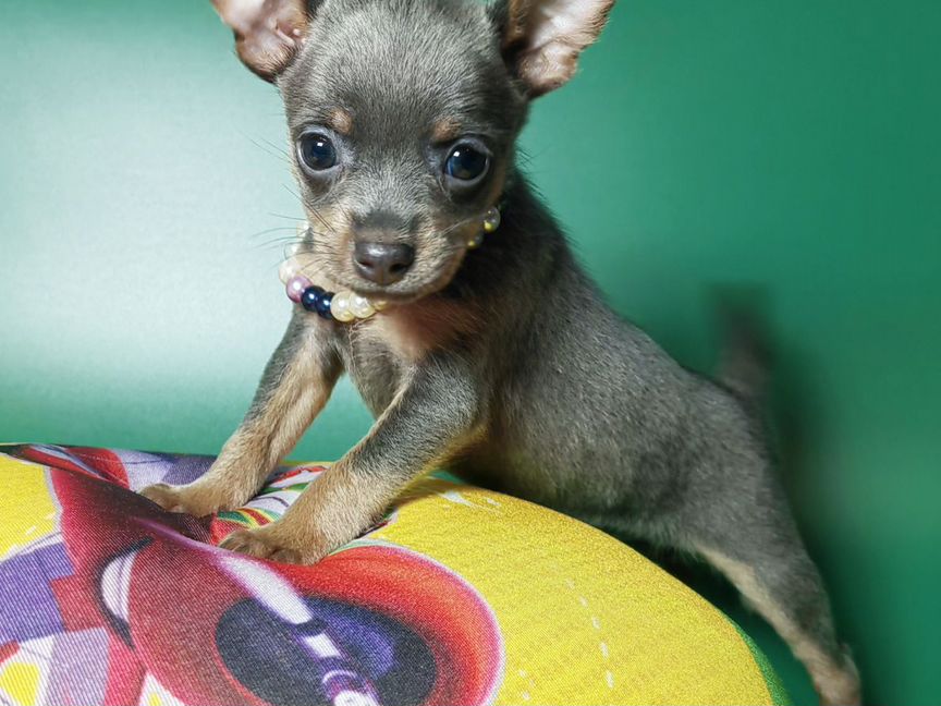 Голубые и лиловые куклы