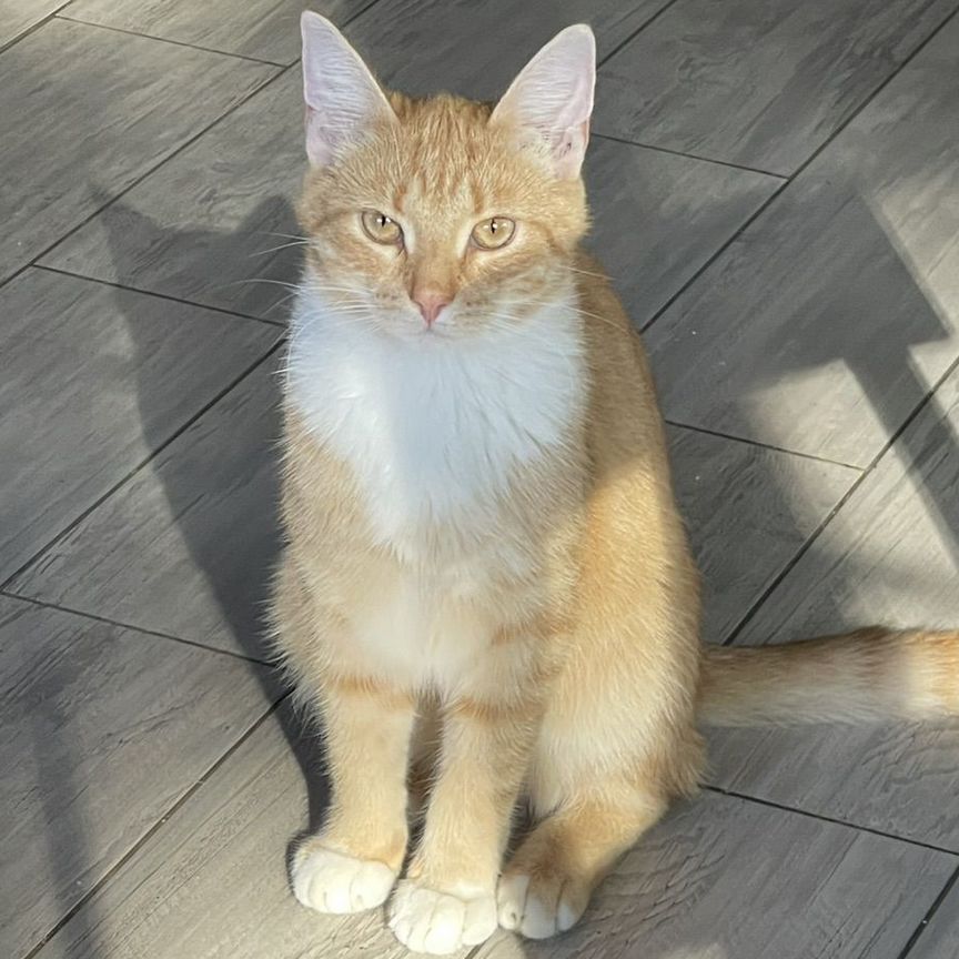 Котик в добрые руки