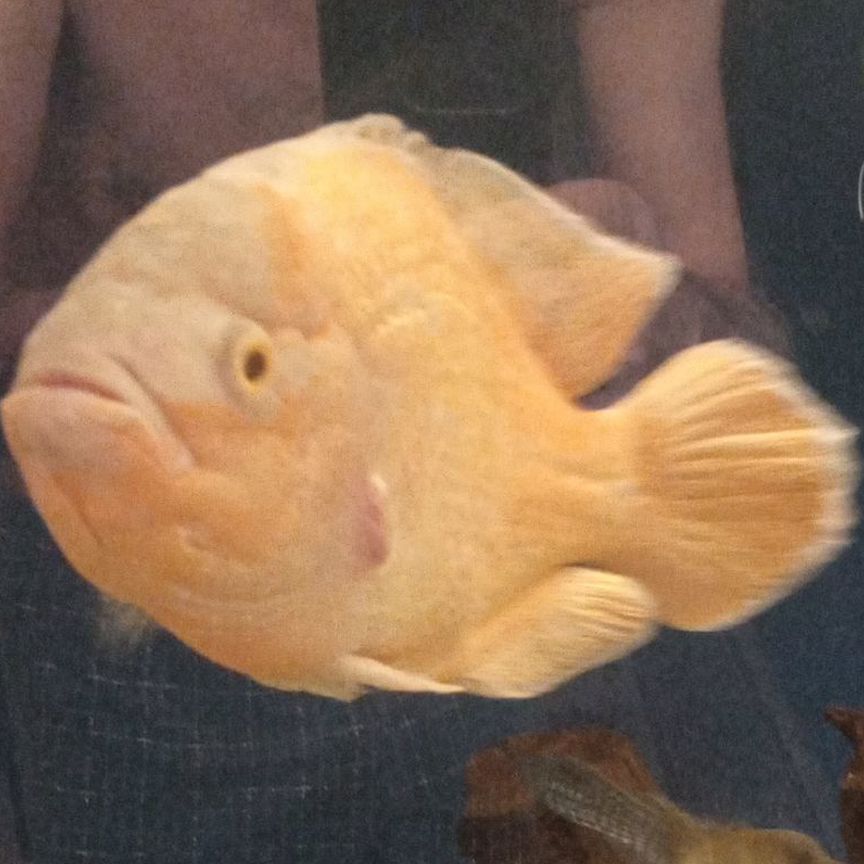 Астронотус в хорошие руки