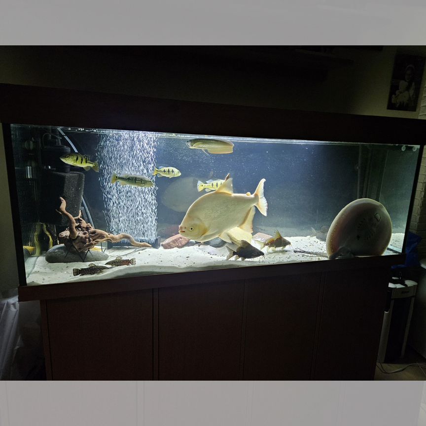 Паку Альбинос