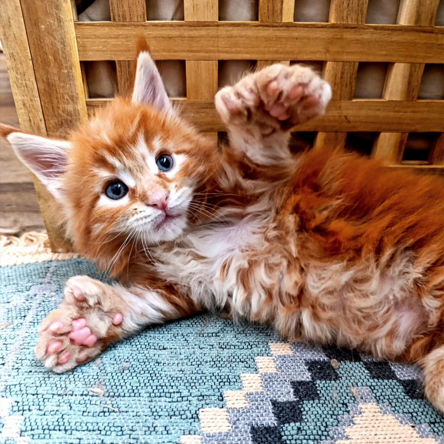 Мейн кун полидакт продажа