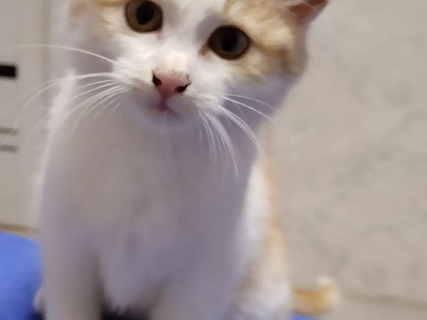 Рыжая маленькая кошка