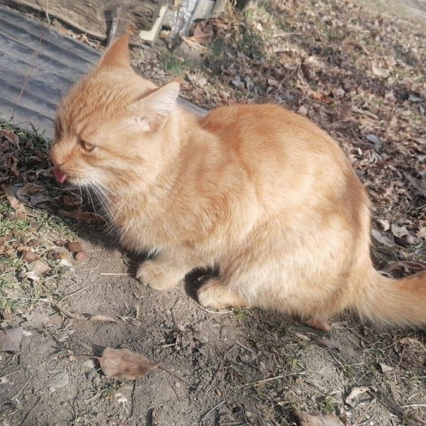 Кот в беде