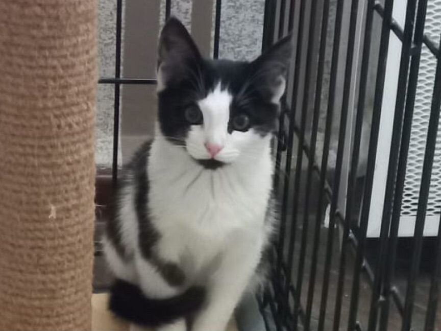 Котёнок ищет своего Человека