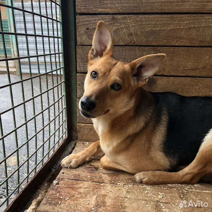 Айва смотрит и ищет дом