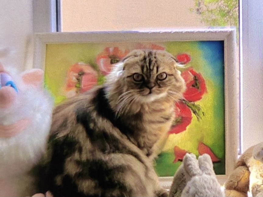 Шотладская вислоухая