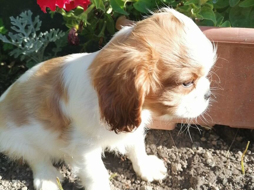 Кавалер кинг чарльз спаниель