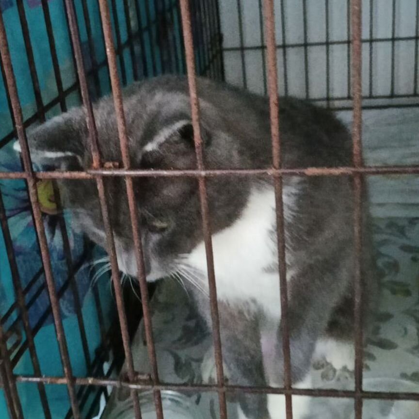 Кот ищет дом