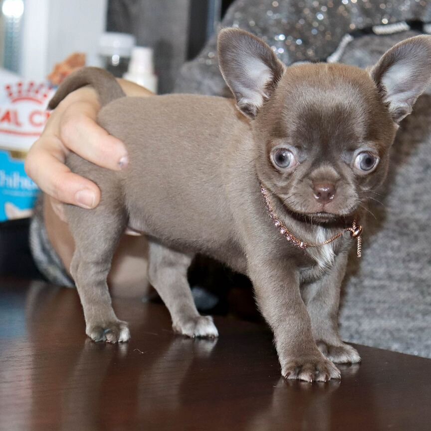 Шикарная лиловая чихуахуа с доставкой и видео