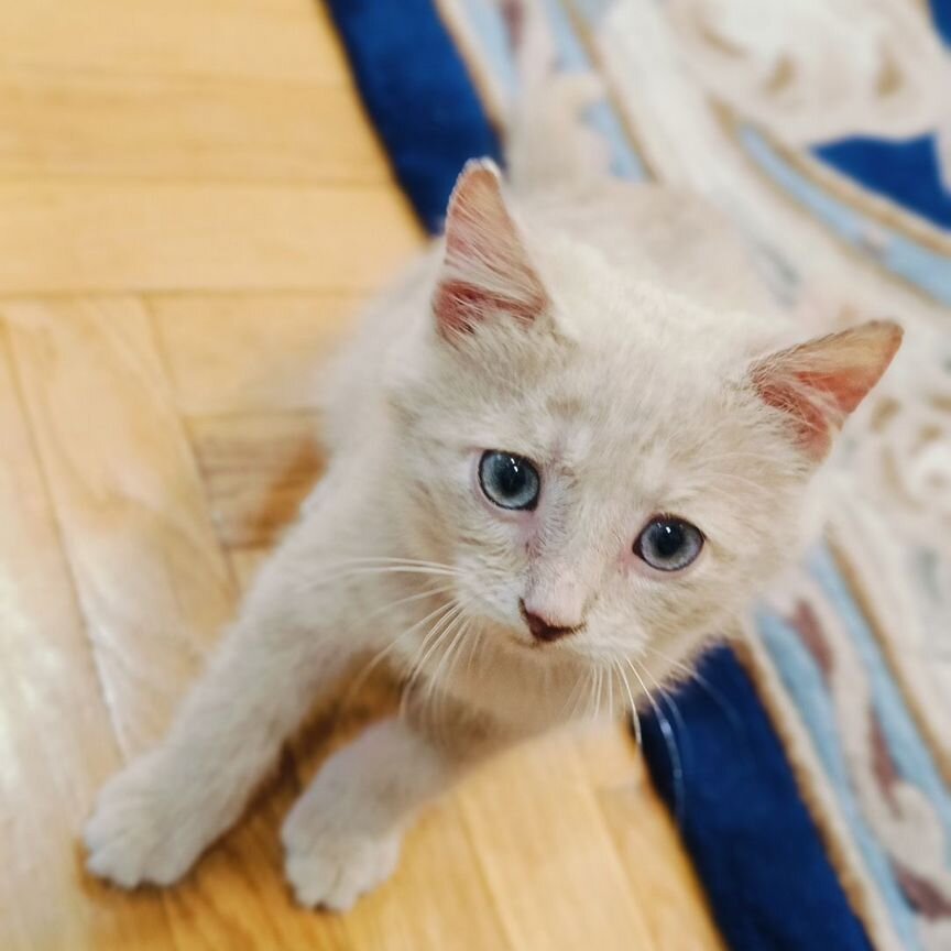 Котенок мальчик 2 месяца