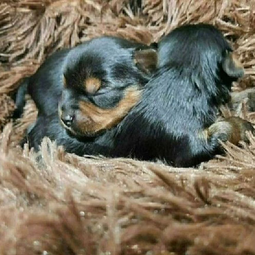 Йорики под бронь)