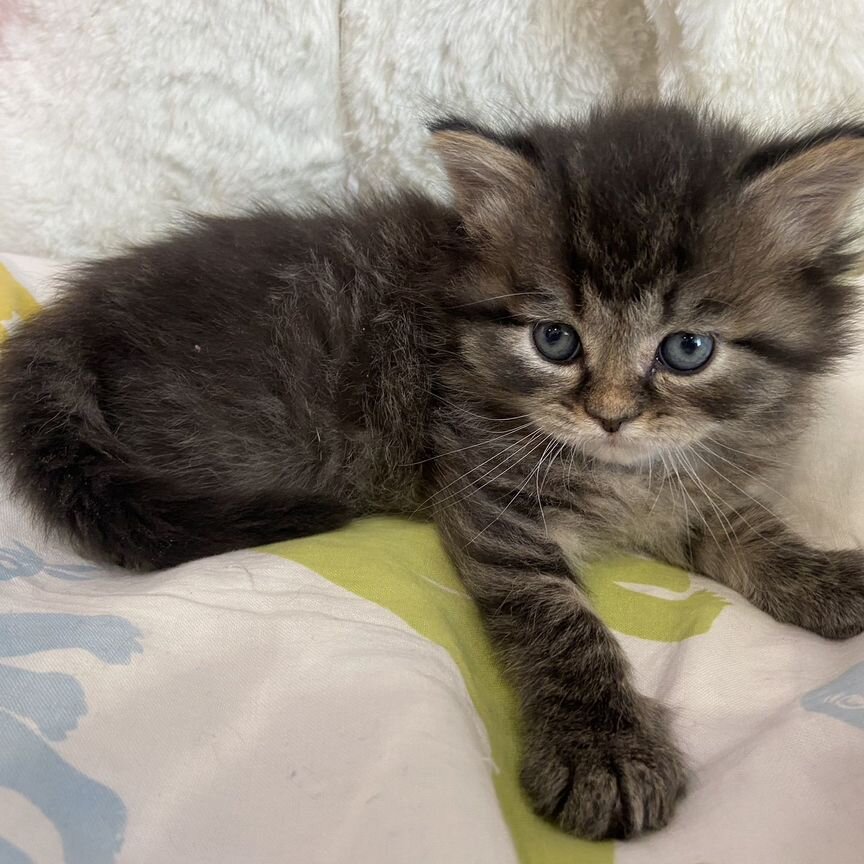 Сибирские котята