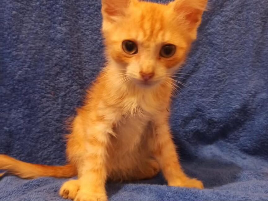 Котенок Лисик