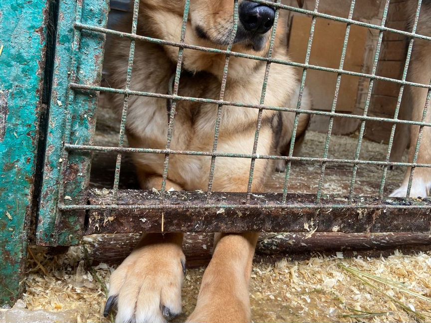 Собака в добрые руки Луша