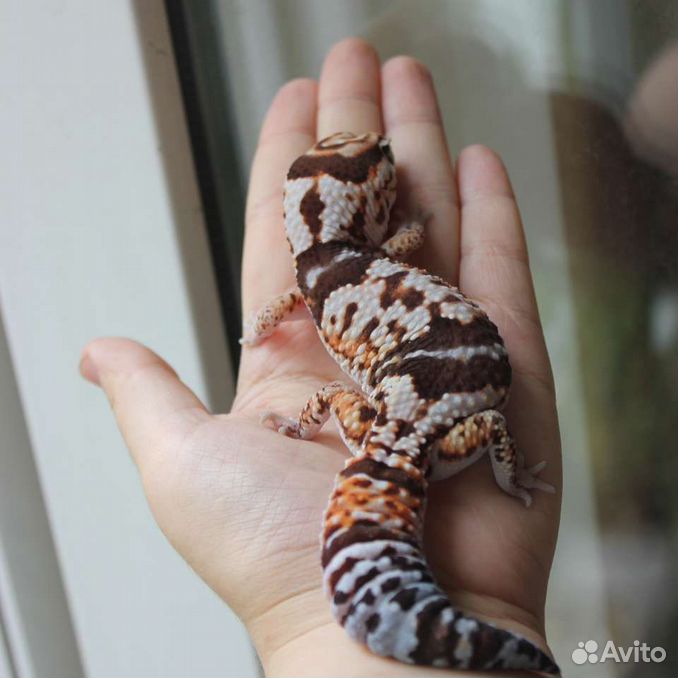 Гемитекониксы