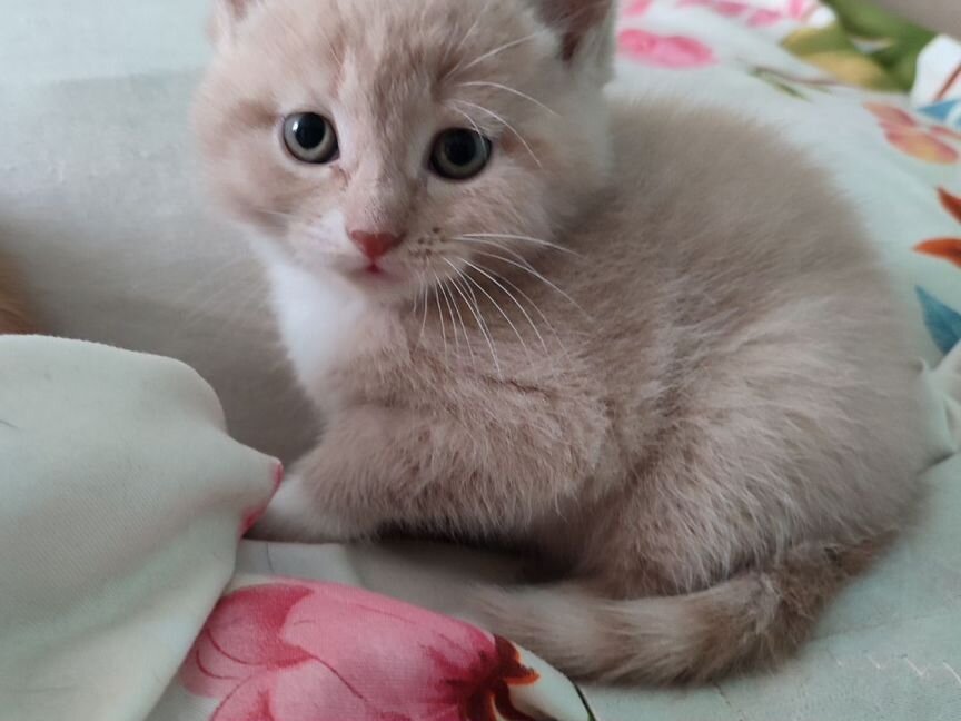 Котята