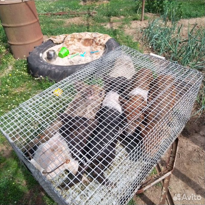 Венгерская мангалица