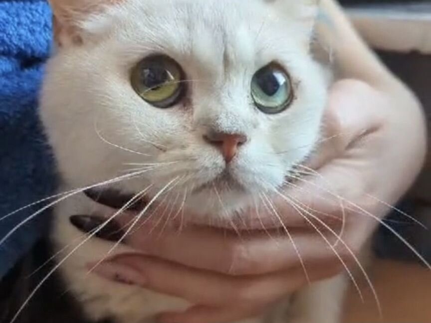 Шотландская кошка