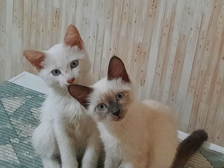 Отдам в добрые руки