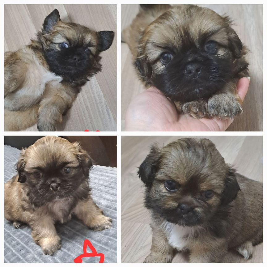 Продаются щенки пекинесики