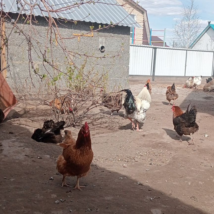 Инкубационное яйцо кур несушек