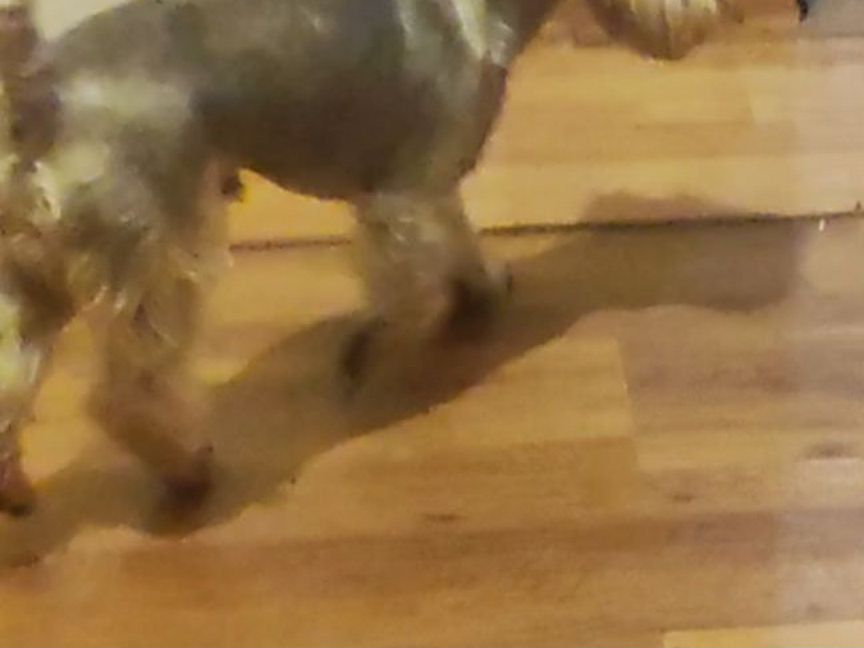 Потерялась собака