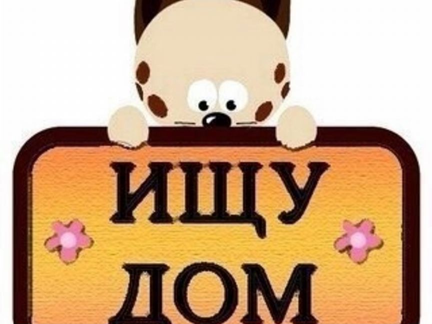 Кот мейн-кун
