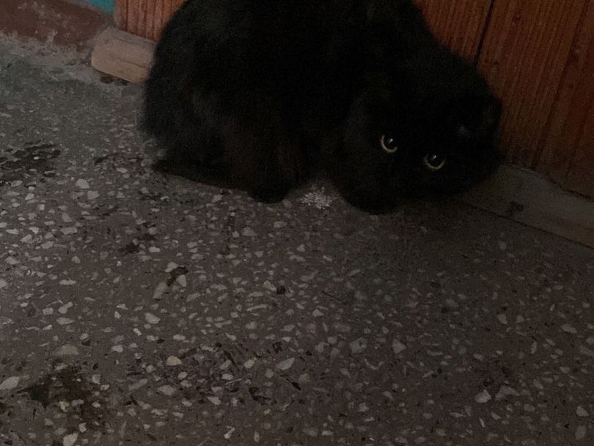 Кошечка в подъезде (напугана,очень нужен дом)
