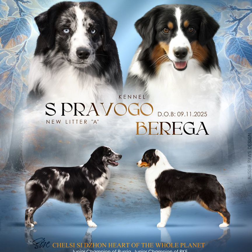 Миниатюрная американская овчарка, щенок