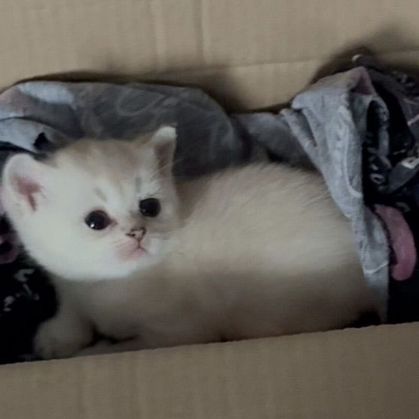 Котенок британской шиншиллы