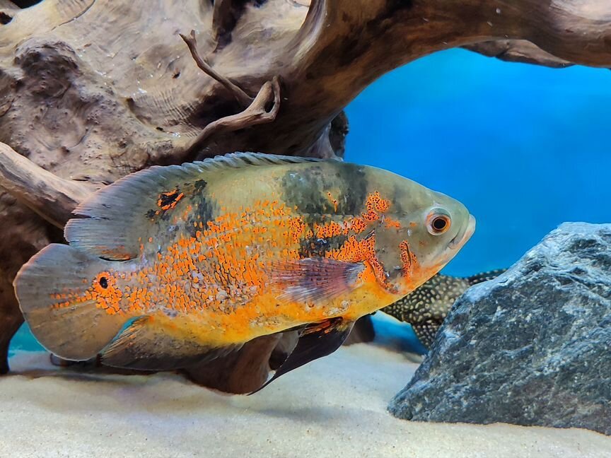 Астронотус