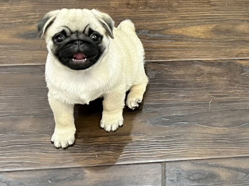 Высокопородная девочка мопса