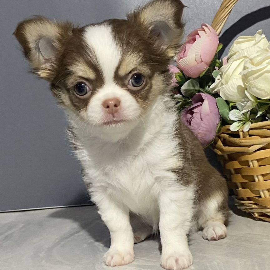 Чихуахуа, щенок