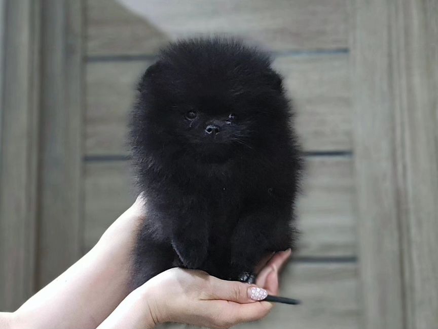 Чёрный супер мини мальчик