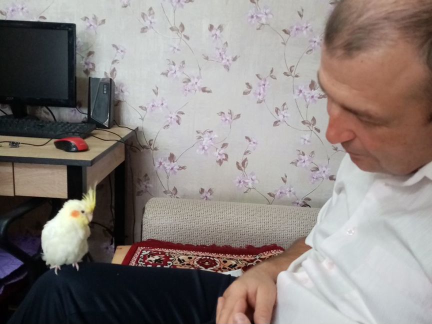 Продам попугая говорящего "корелла"