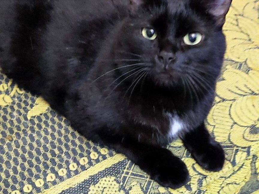 Кошка