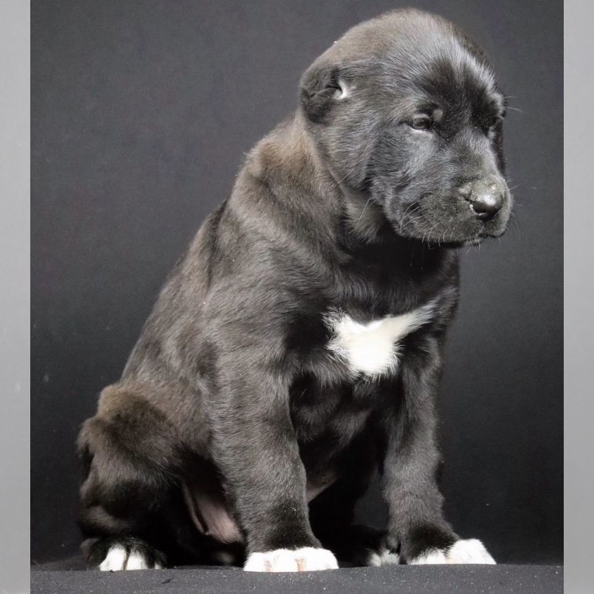 Среднеазиатская овчарка, щенок