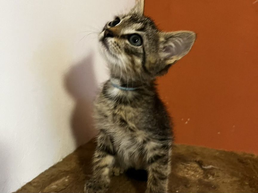 Кот, котенок