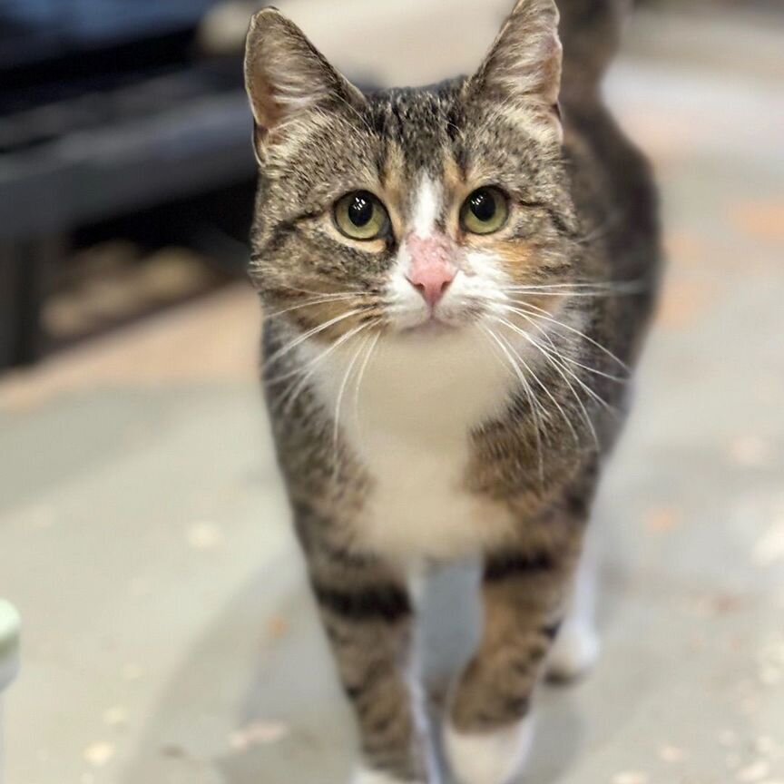 Ватрушка хочет домой в свою лежанку