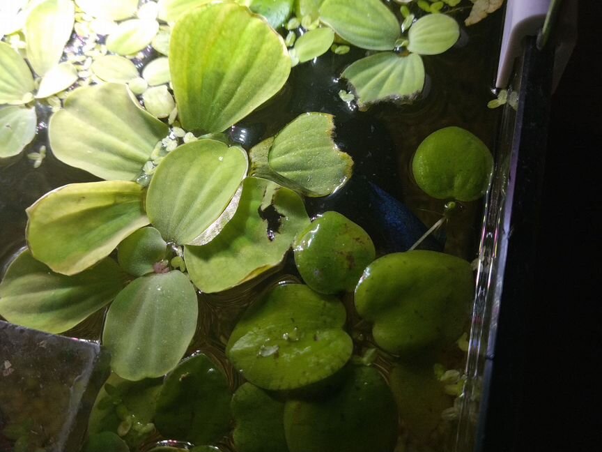 Бесплатно пистия и лимнобиум (мелкие)