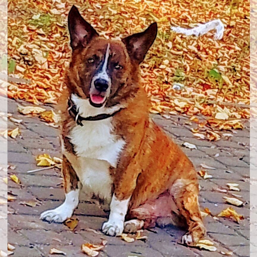 Вельш Корги Кардиган, вязка