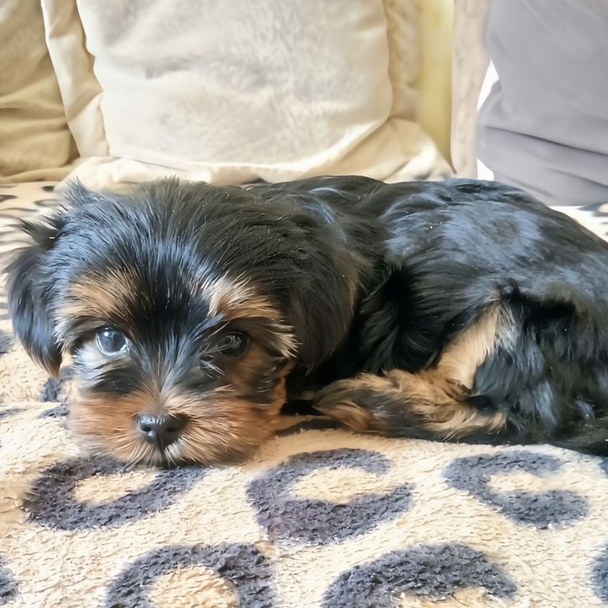 Йоркширский терьер, щенок
