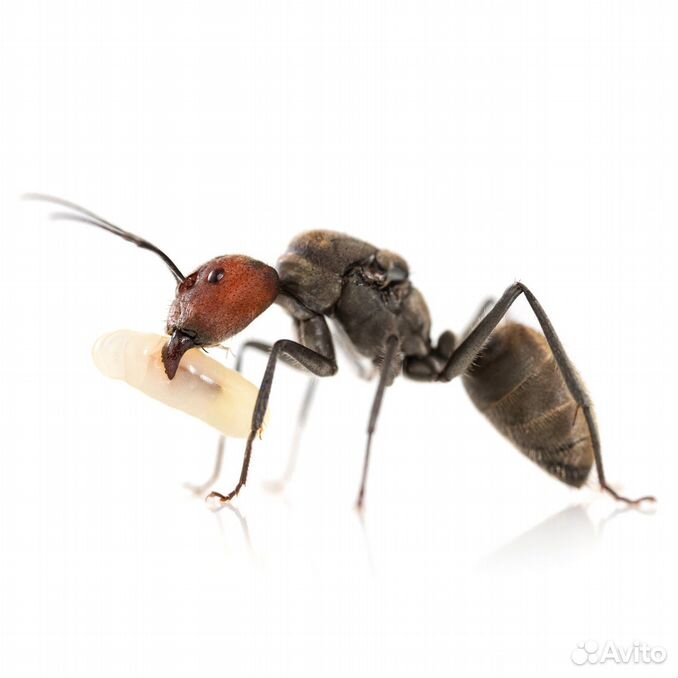 Camponotus singularis Муравей гигант