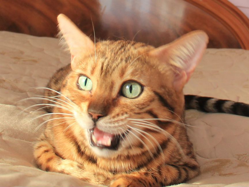 Зеленоглазая Адель