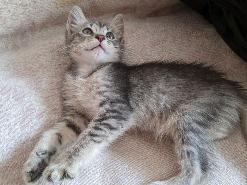 Котята в добрые руки SOS