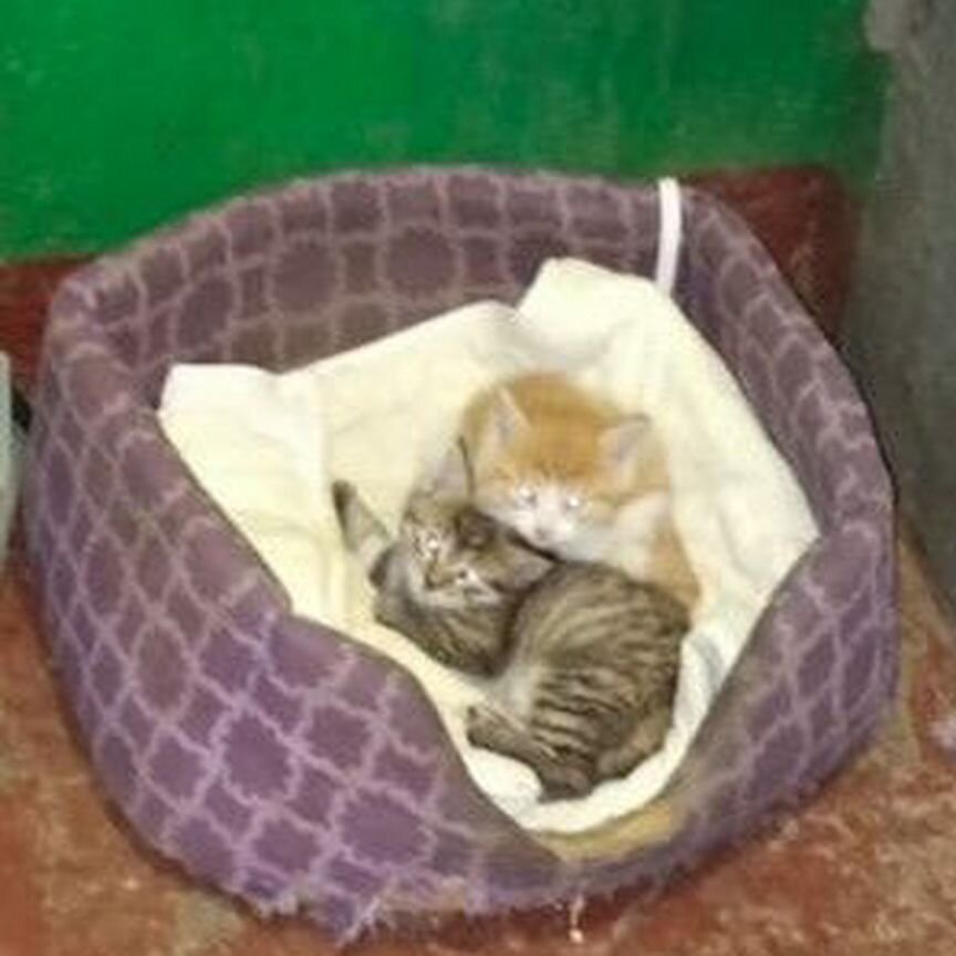 Котята в добрые руки